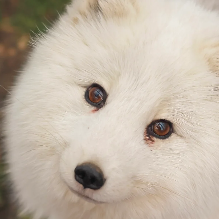Home | Arctic Fox Daily