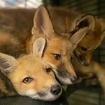 Home | Arctic Fox Daily